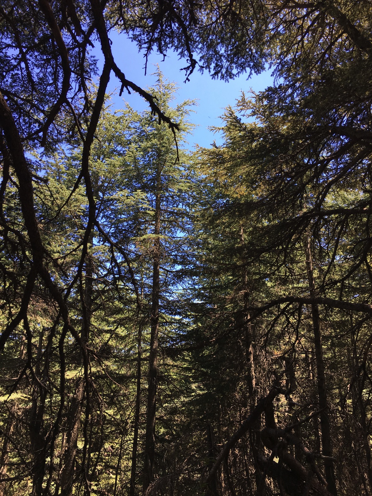 Shouf Biosphere Reserve